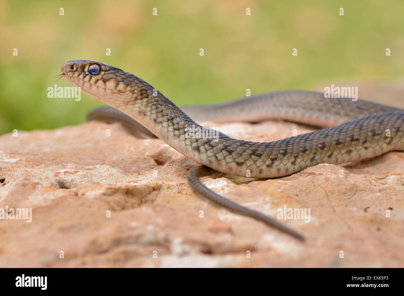 Semiadult large whip snake (Dolichophis jugularis), Lycian Coast, Lycia ...
