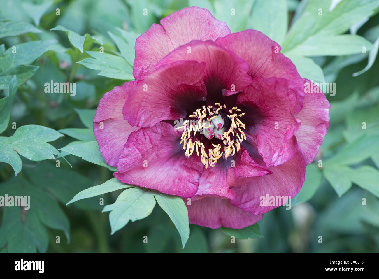 Paeonia moutan hi-res stock photography and images - Alamy