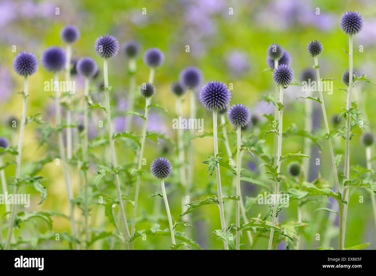 Blue thistles hi-res stock photography and images - Alamy
