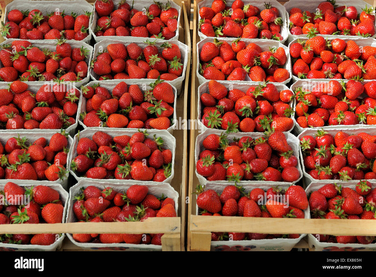 Strawberries fragaria sp hi-res stock photography and images - Alamy