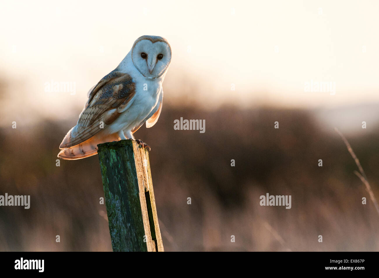 Barn owl (Tyto alba) perched on post on rough grassland, at sunrise ...