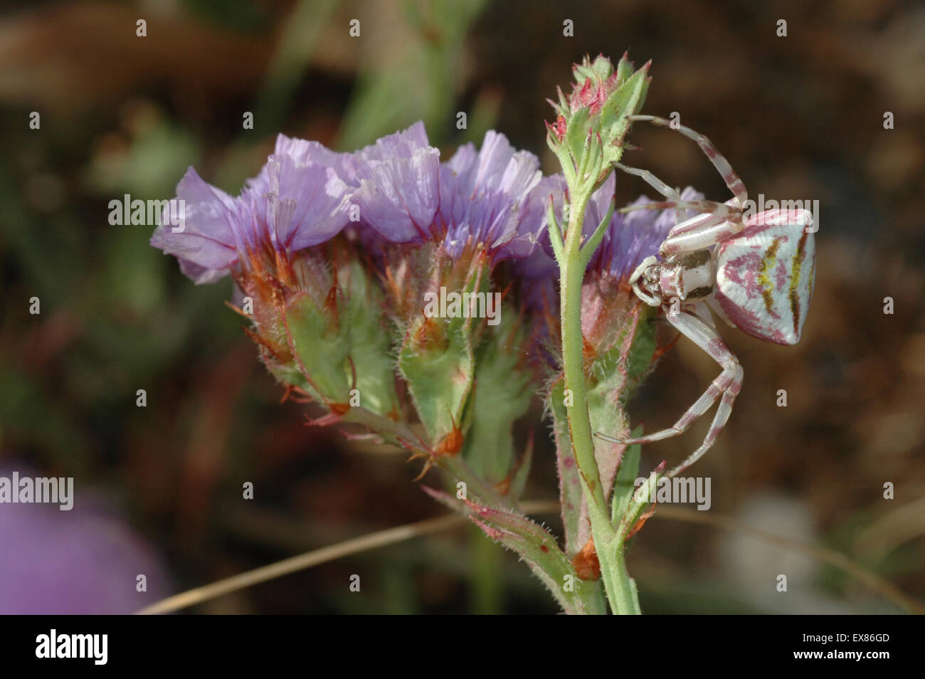 Limonium Sp High Resolution Stock Photography and Images - Alamy