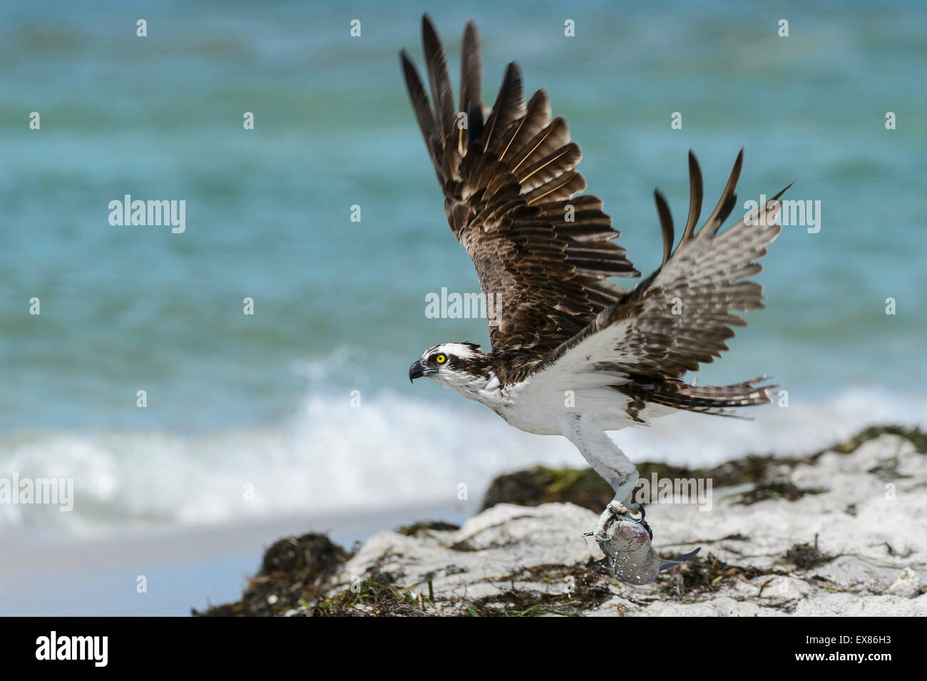 Hunting soar soaring fish wings wingspan beach hi-res stock photography ...