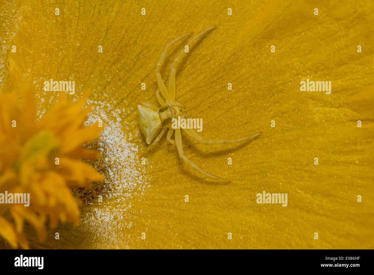 Yellow crab spider (sp) Thomisus onustus, invertebrate lurking in ...