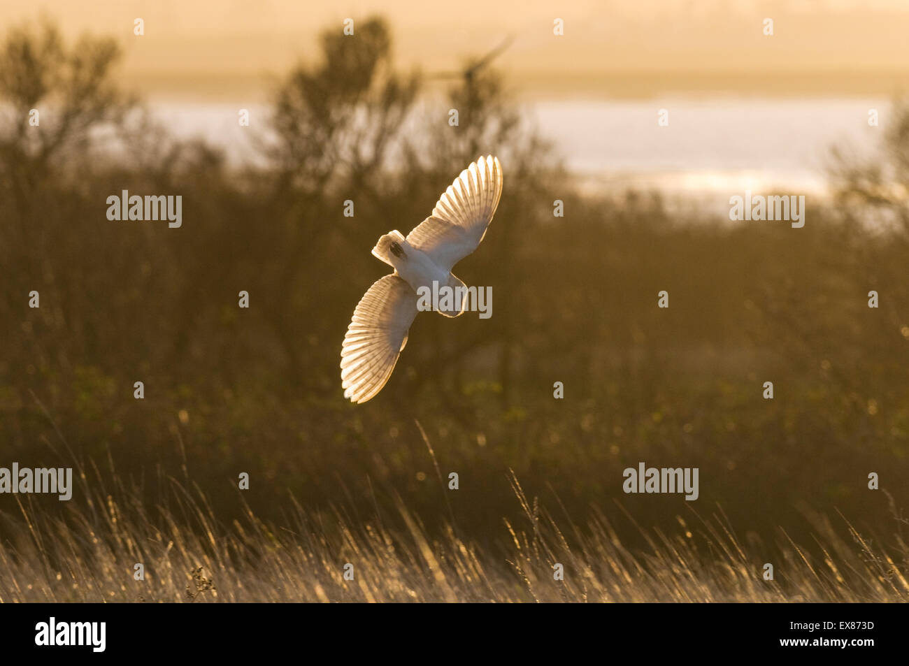 Owl swooping down on prey hi-res stock photography and images - Alamy