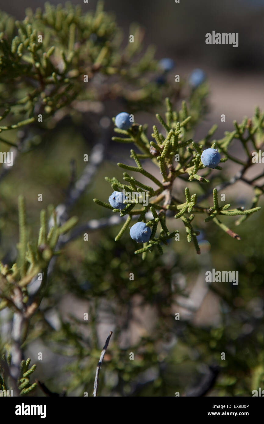 USA, California, Joshua Tree National Park, juniper berries Stock Photo ...