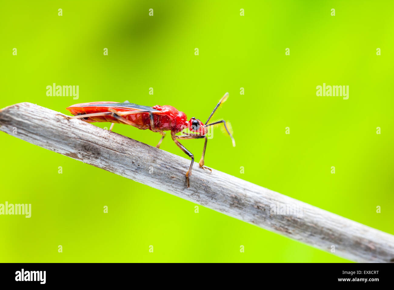 an beetle on an branch in close up Stock Photo - Alamy