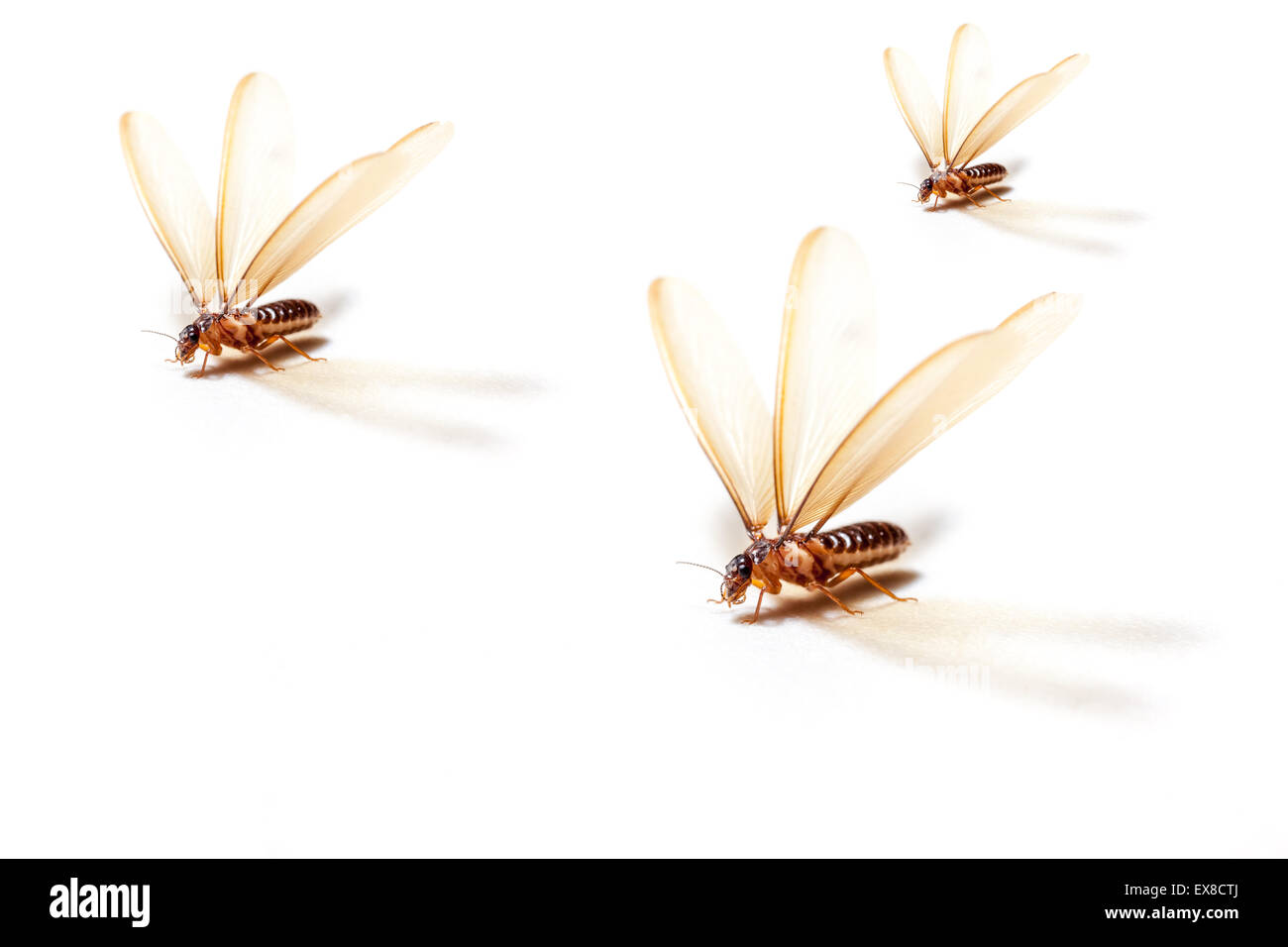 winged termites come in the evening after rainfall emerge Stock Photo ...