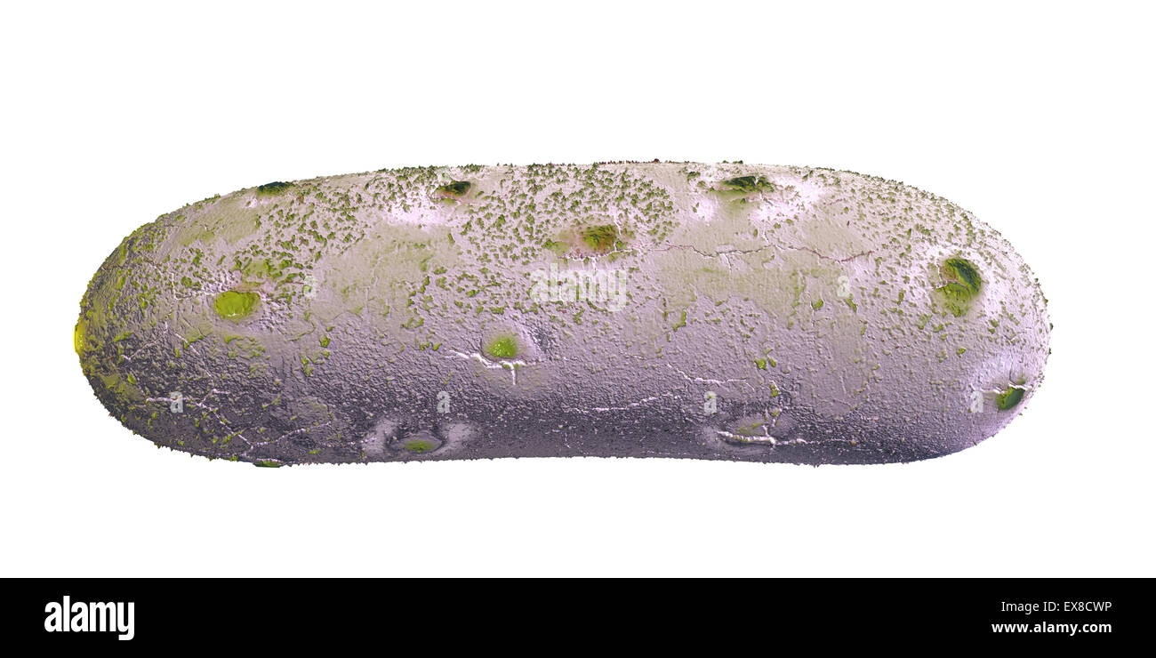 Bacterium hi-res stock photography and images - Alamy