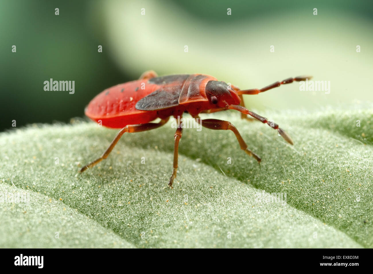 A fire bug nymph Stock Photo - Alamy