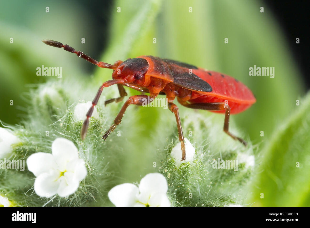 A fire bug nymph Stock Photo - Alamy
