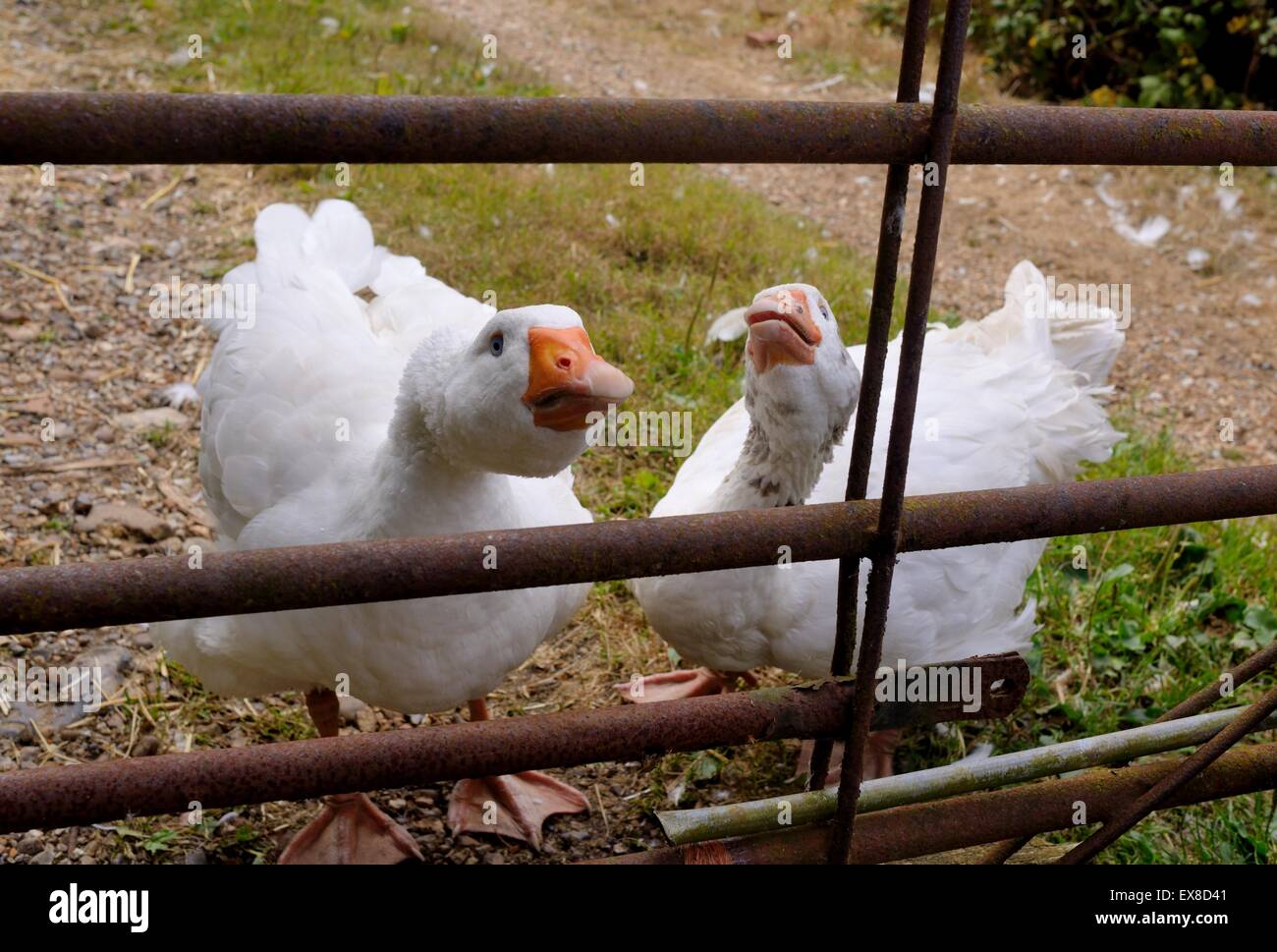 Two white geese guarding property at a gate Stock Photo - Alamy
