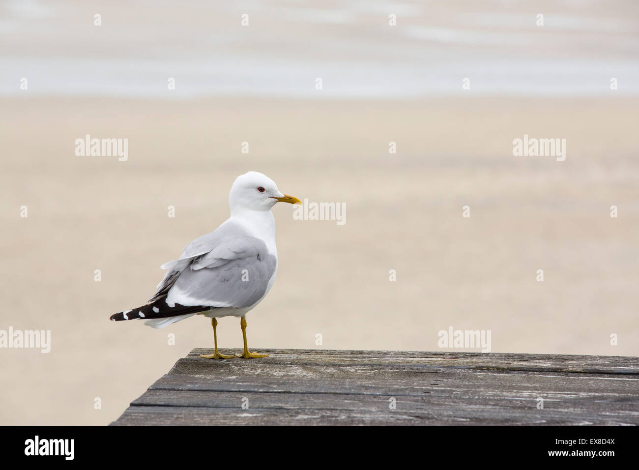 Picnic scotland beach hi-res stock photography and images - Alamy