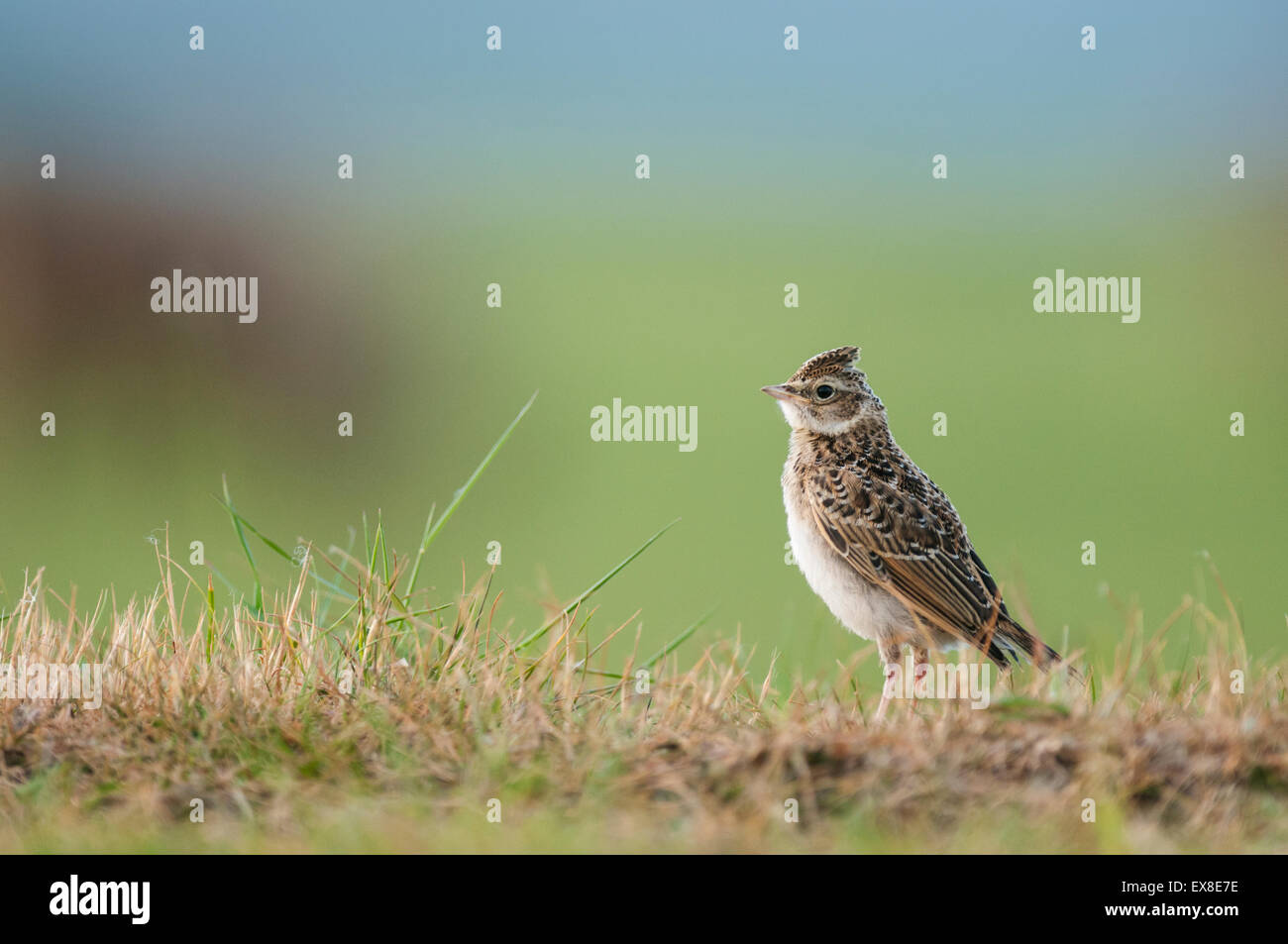 Skylark (Alauda arvensis) adult, North Kent Marshes, Isle of Sheppey ...