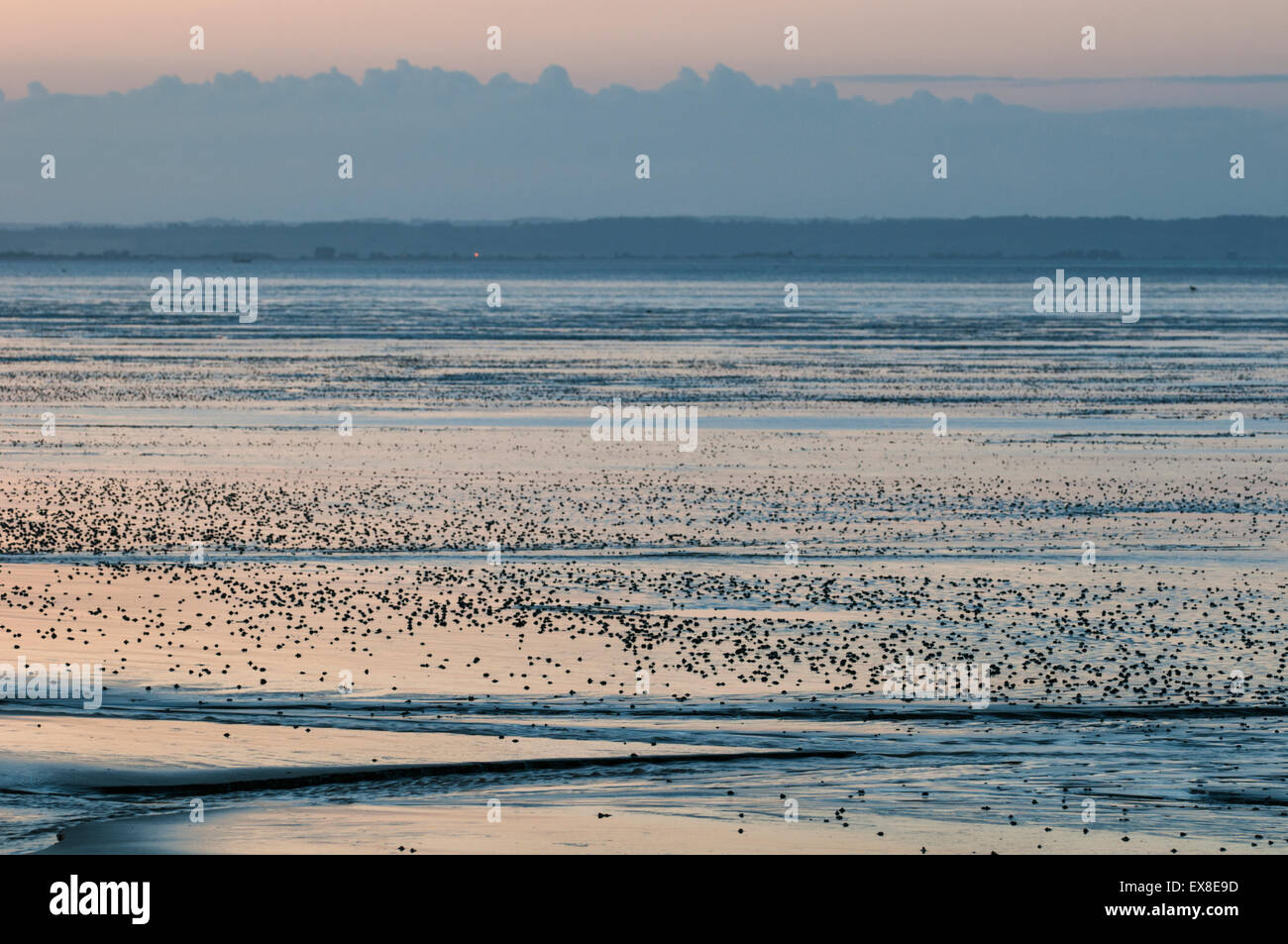 View of coastal mudflats with channels at sunset Stock Photo - Alamy