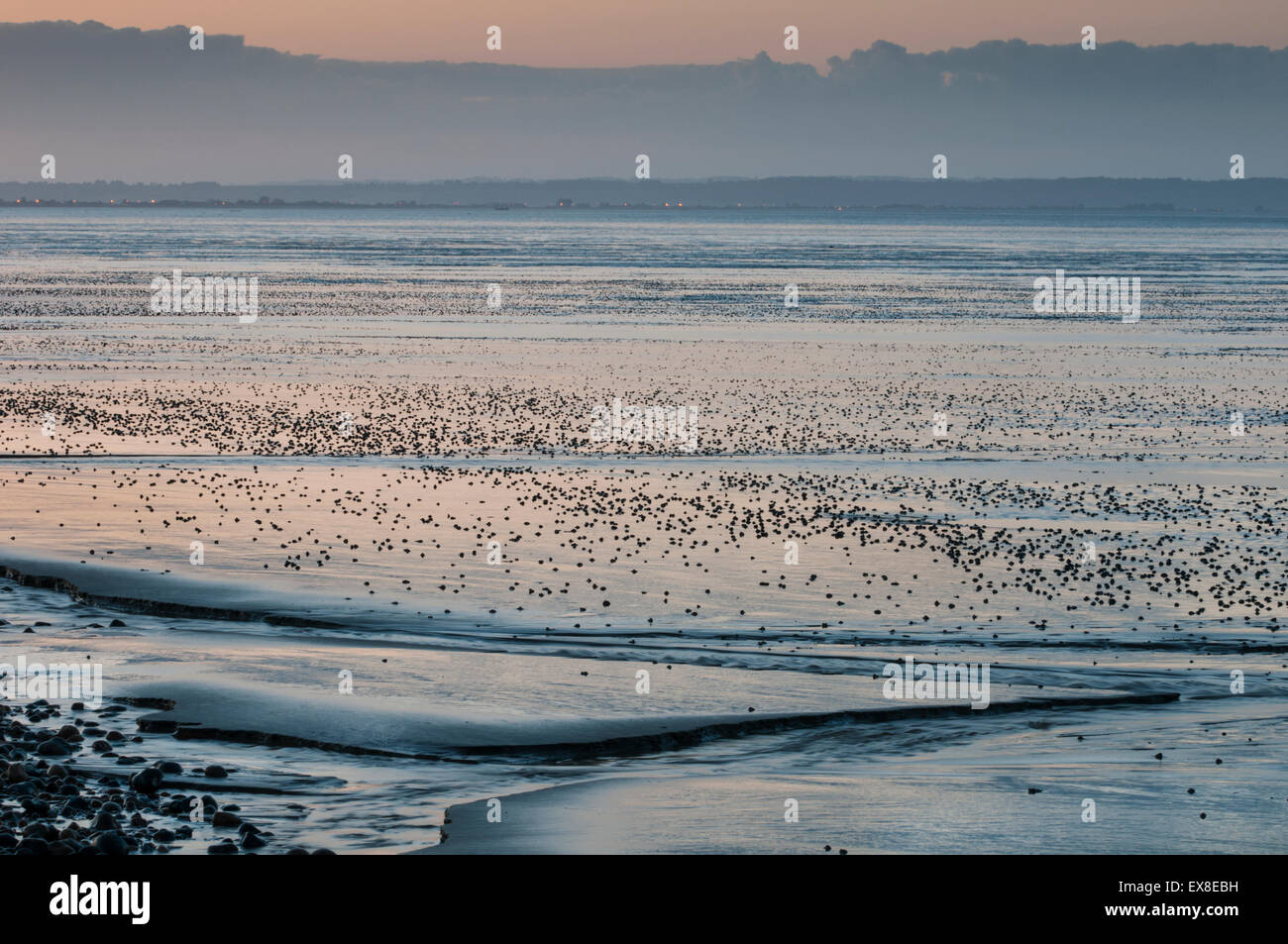 View of coastal mudflats with channels at sunset Stock Photo - Alamy