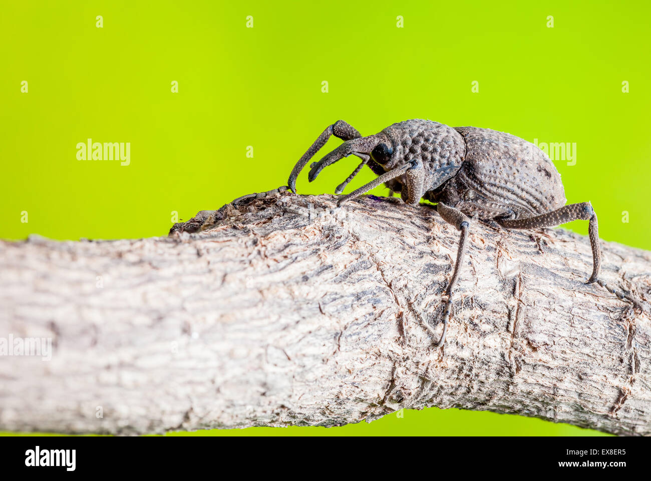 an Two shoot-miners on an brance from an tree Stock Photo - Alamy