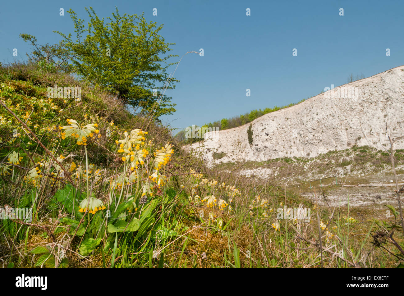 Cowslip (Primula veris) flowering, Monkton nature Reserve, Isle of ...
