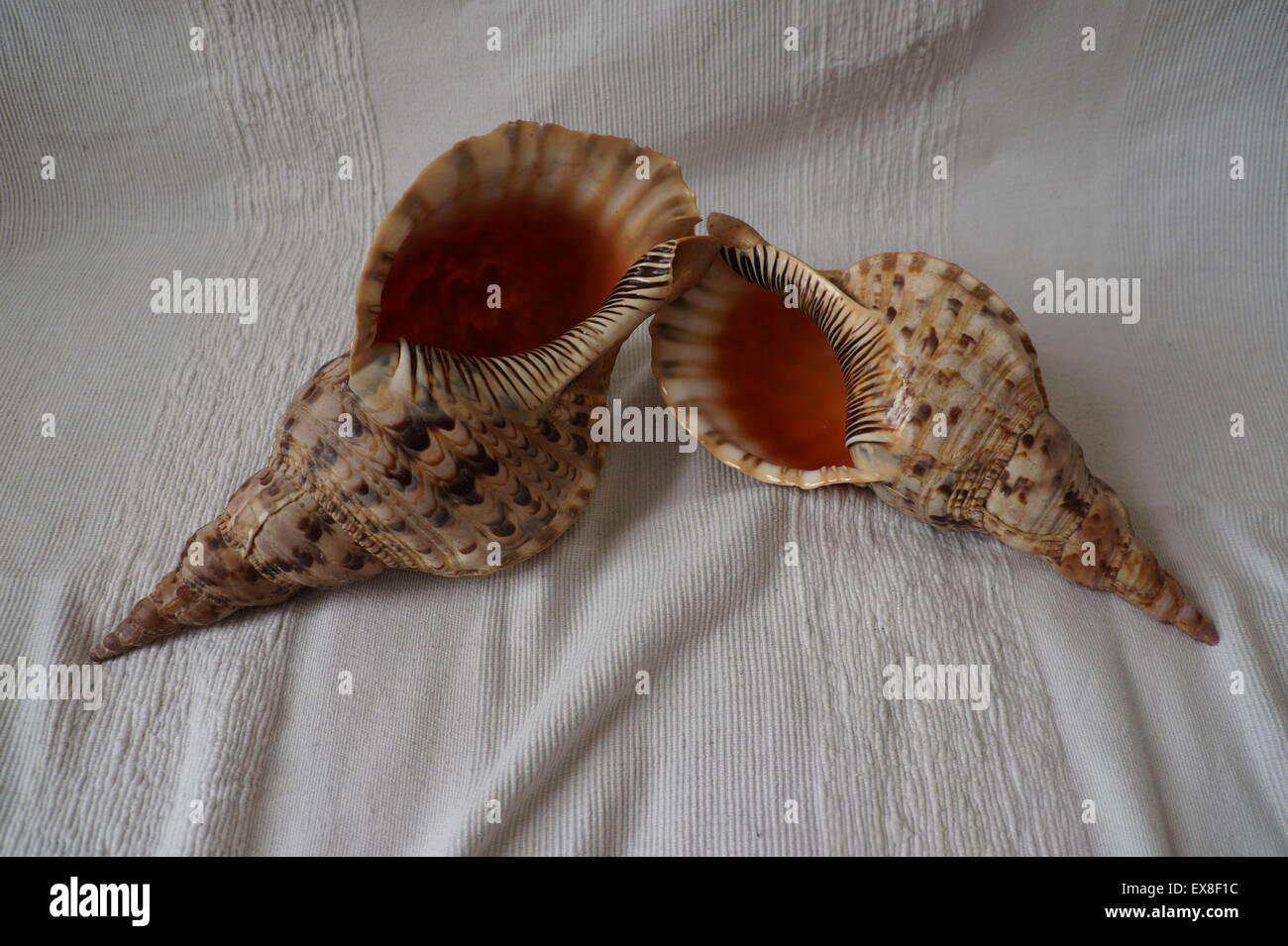 Large shells hi-res stock photography and images - Alamy