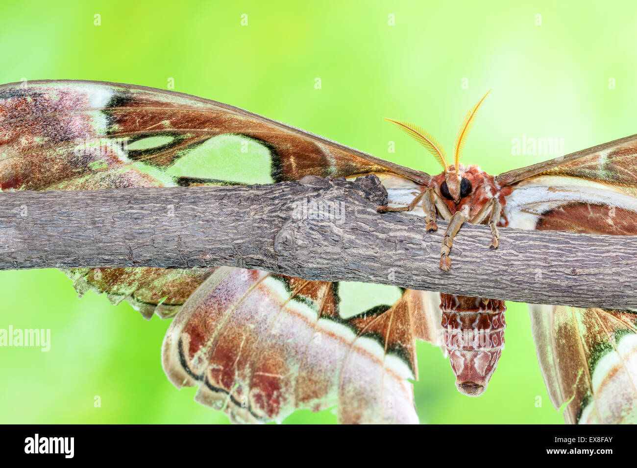 Attacus atlas tree hi-res stock photography and images - Alamy