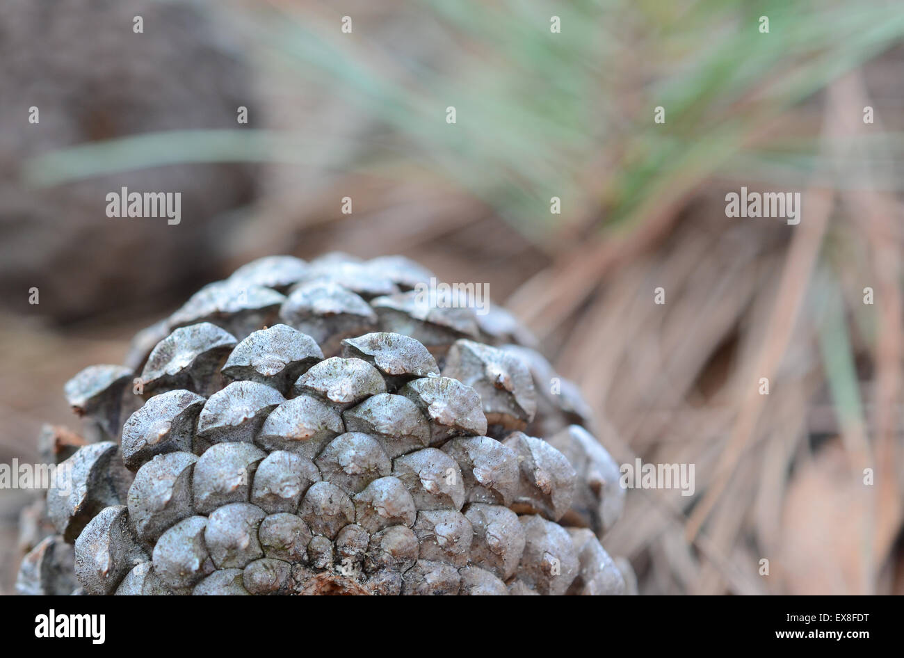 A pine cone Stock Photo - Alamy