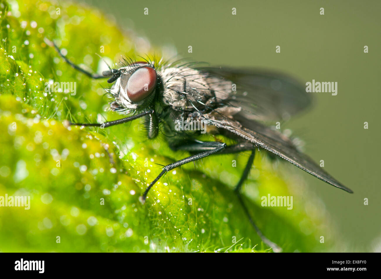 Anthomyiidae hi-res stock photography and images - Alamy