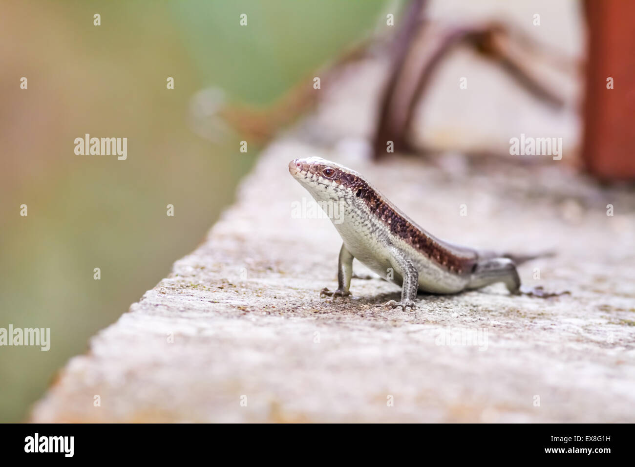 Salamander species hi-res stock photography and images - Alamy