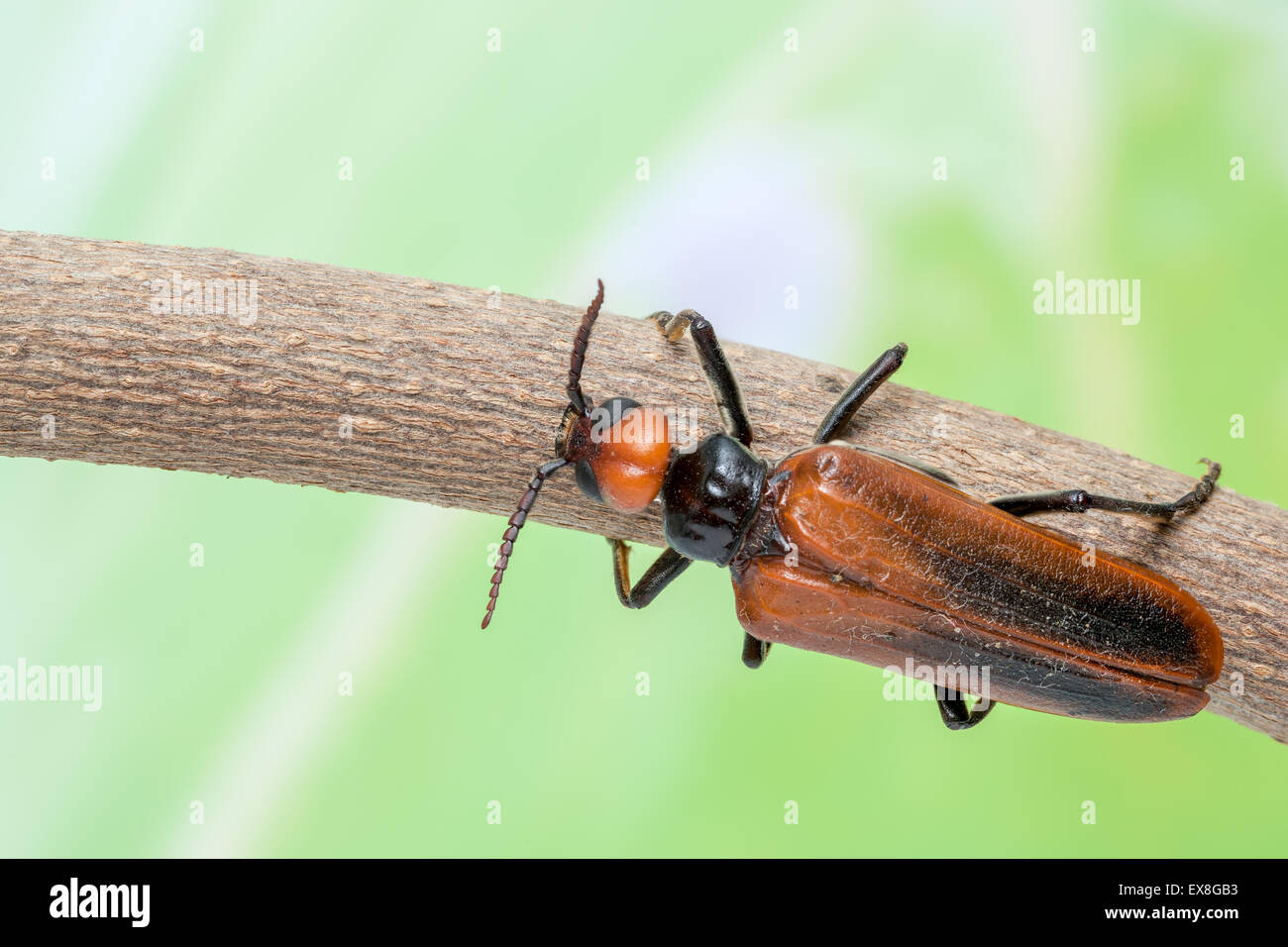 an beetle on the ground in close up Stock Photo - Alamy