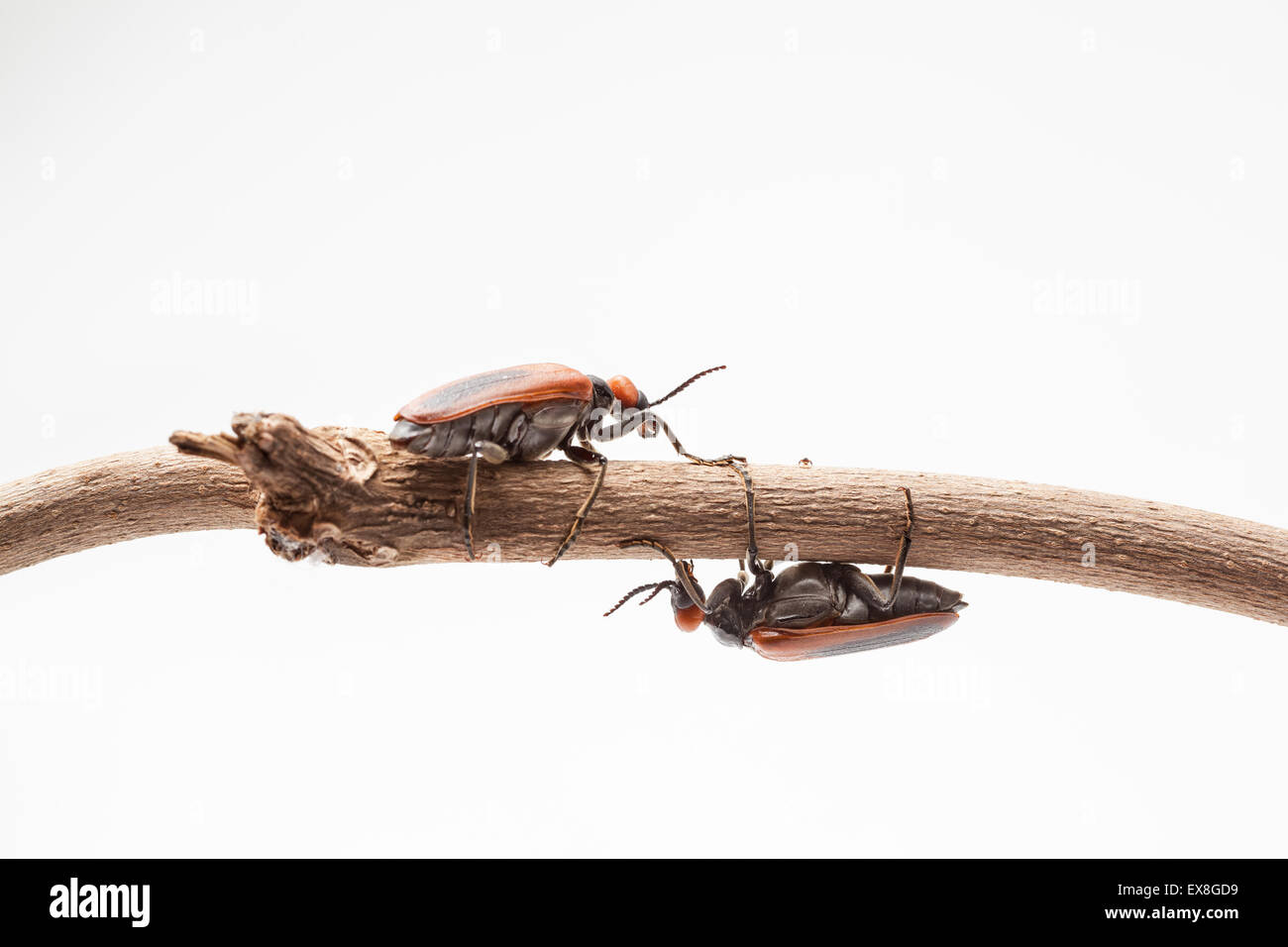 an beetle on the branch in close up Stock Photo - Alamy