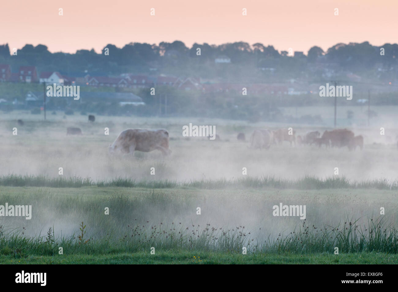 South swale national nature reserve hi-res stock photography and images ...