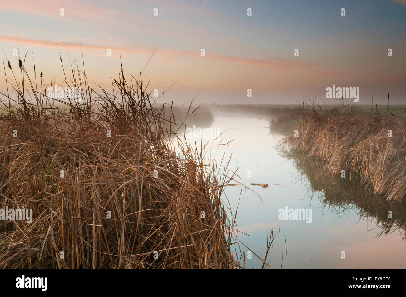 Flooded ditch and reedbed at sunrise, Elmley Nature Reserve, Kent ...
