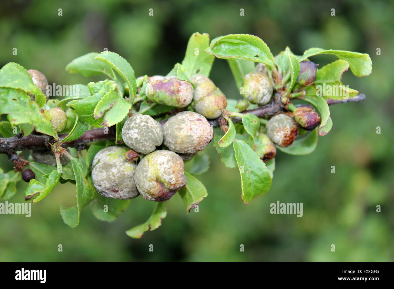 Plum tree disease hi-res stock photography and images - Alamy