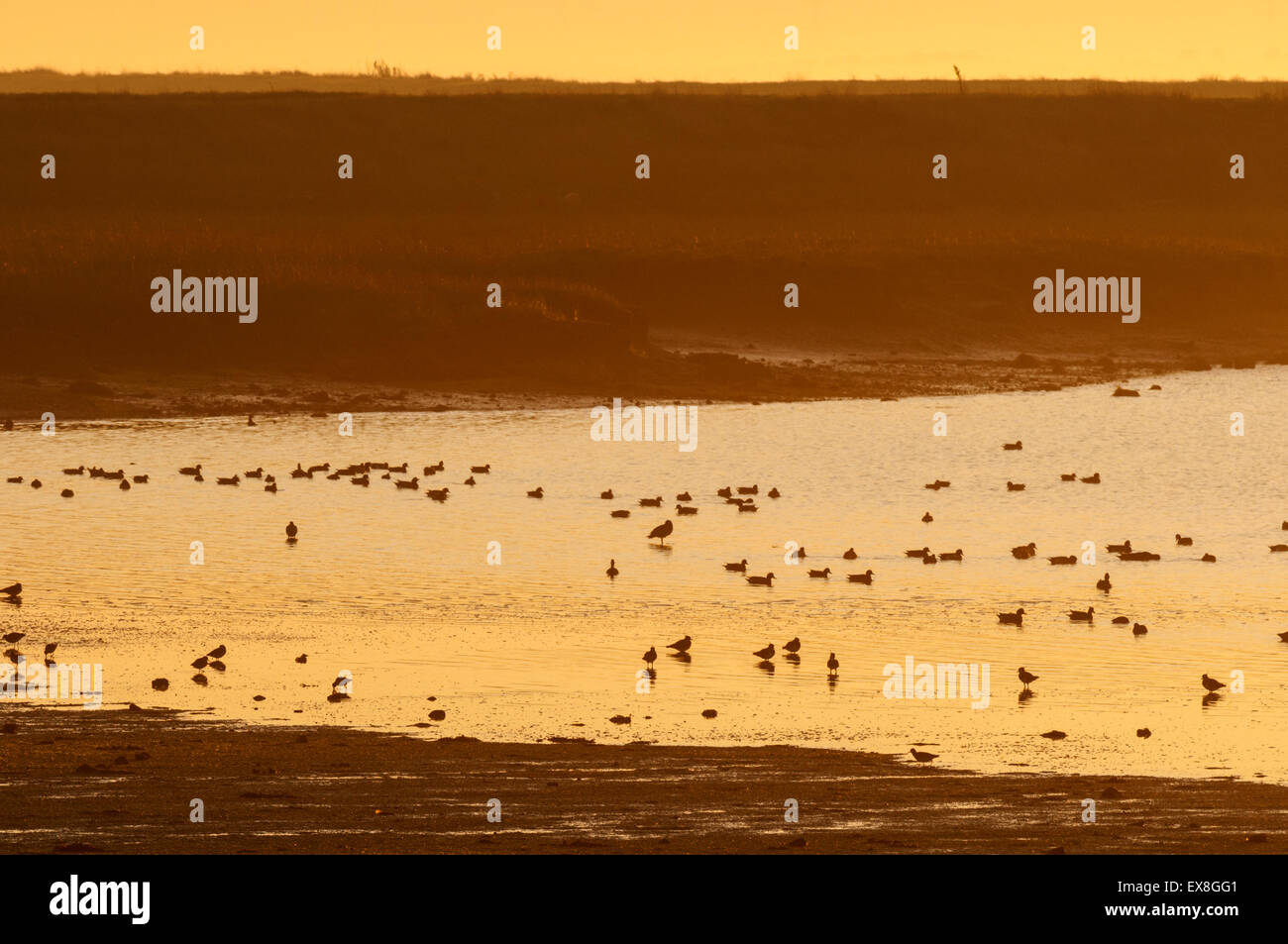 Swale estuary birds hi-res stock photography and images - Alamy