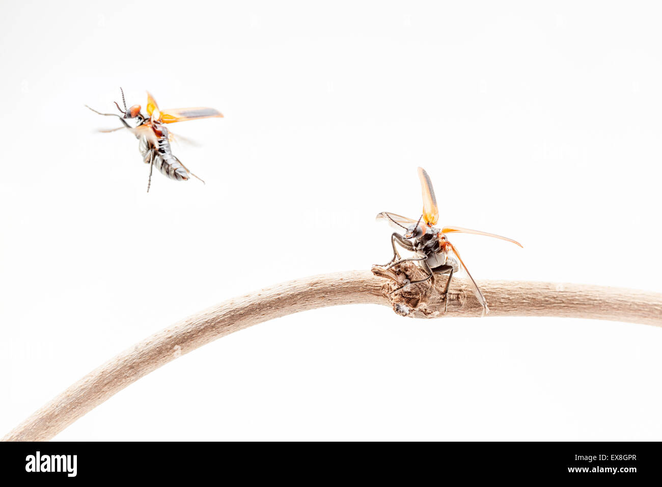 Flying beetles hi-res stock photography and images - Alamy