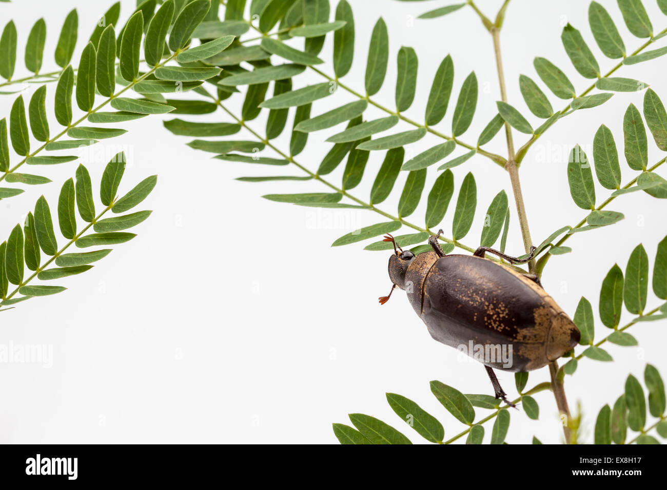 an beetle on the branch in close up Stock Photo - Alamy