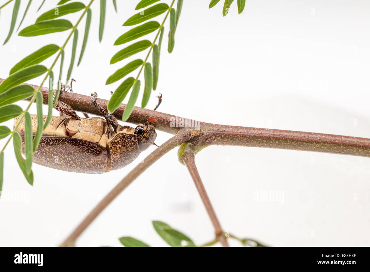 Asian longhorn beetles hi-res stock photography and images - Alamy