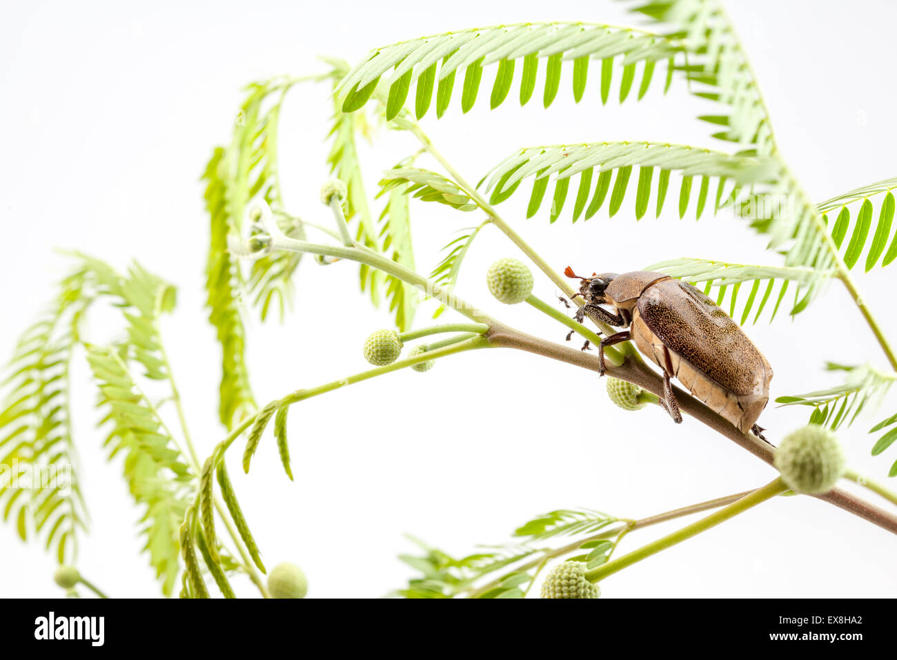 an beetle on the branch in close up Stock Photo - Alamy