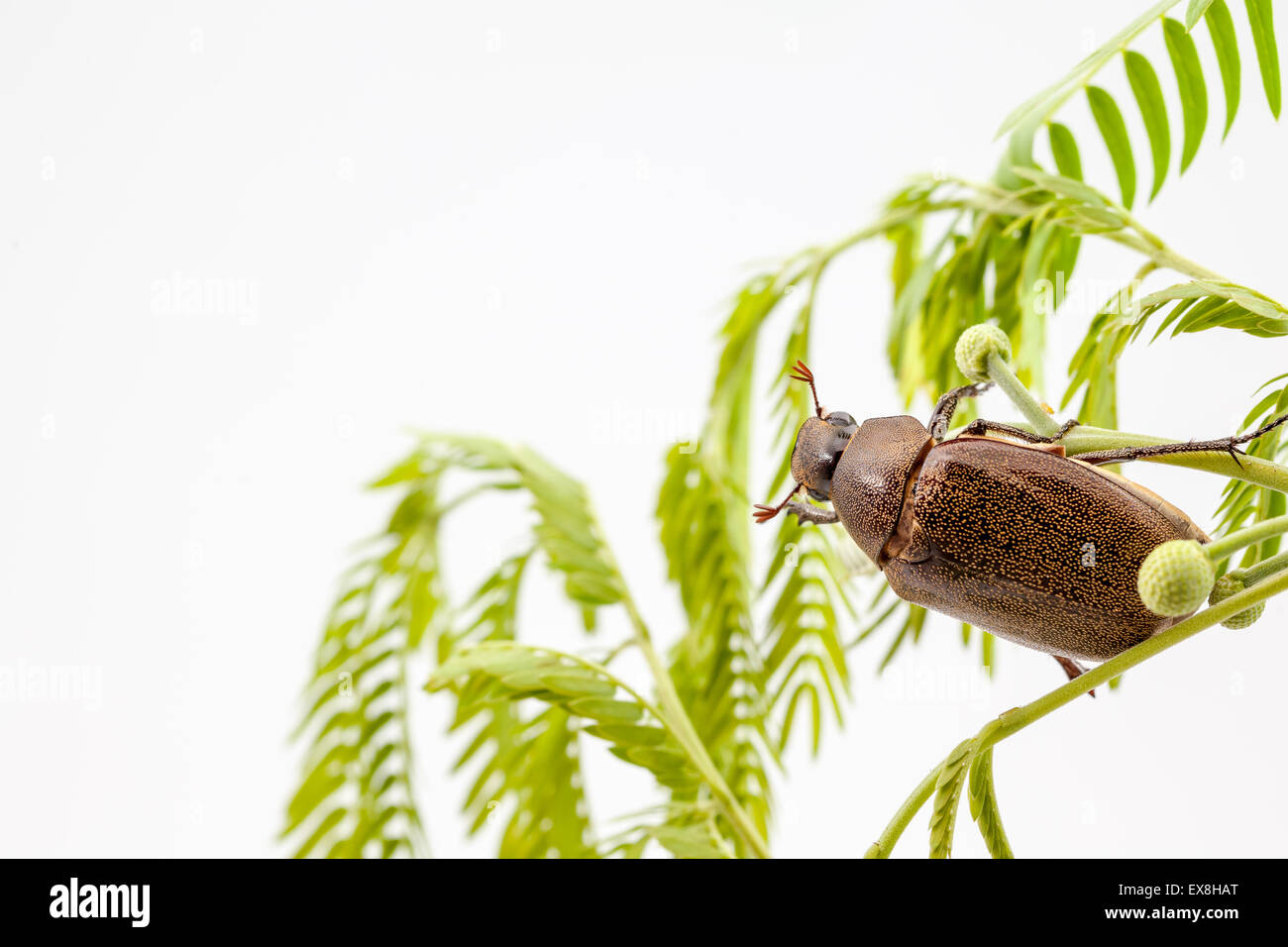 an beetle on the branch in close up Stock Photo - Alamy
