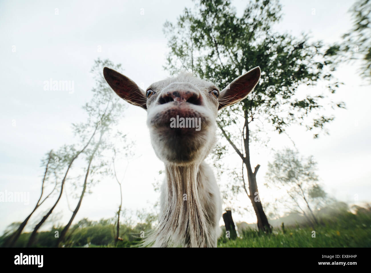 Goat looking into the camera Stock Photo - Alamy