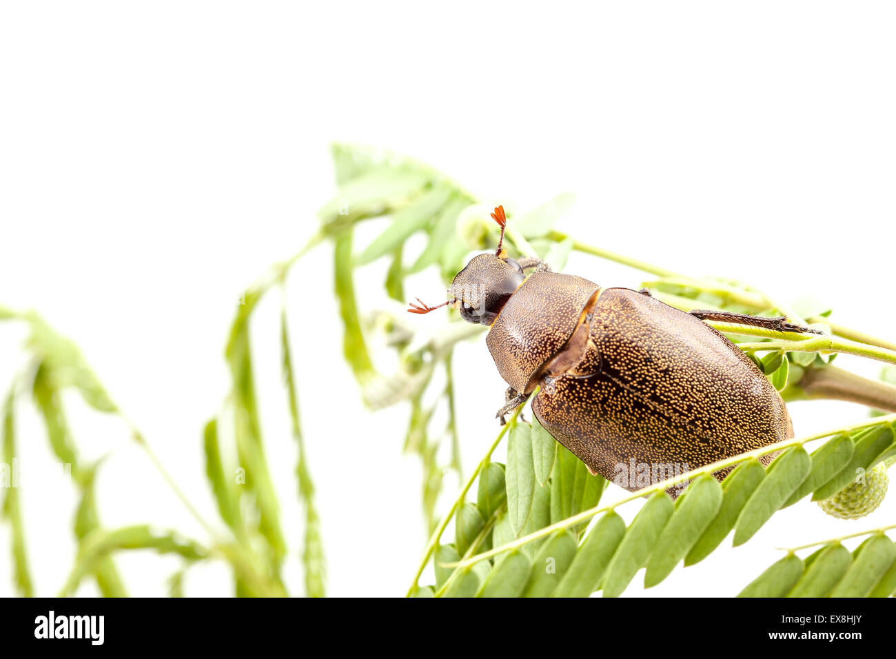an beetle on the branch in close up Stock Photo - Alamy