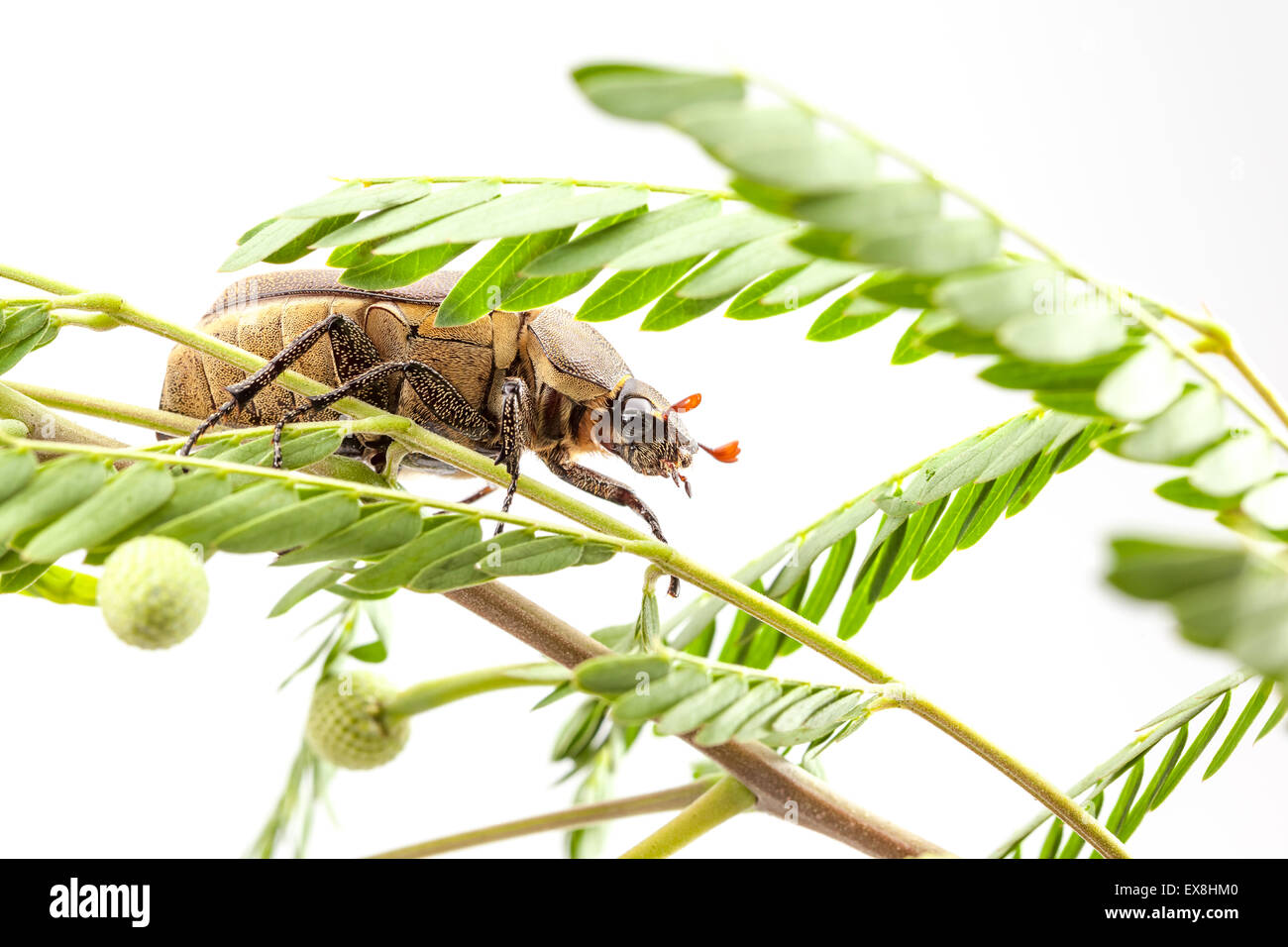 an beetle on the branch in close up Stock Photo - Alamy