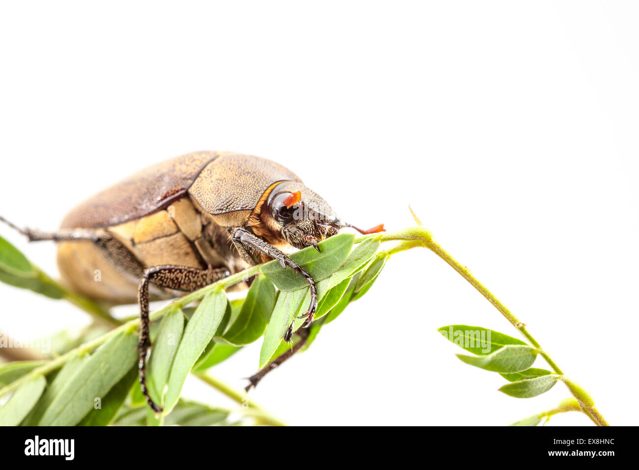 Beetle wild species hi-res stock photography and images - Alamy