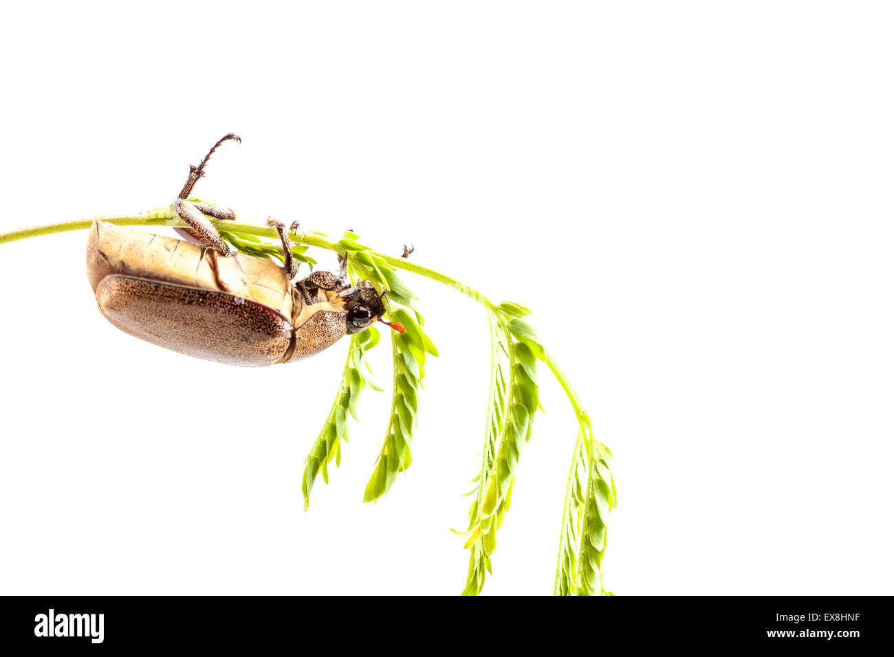 Species of beetle Cut Out Stock Images & Pictures - Alamy