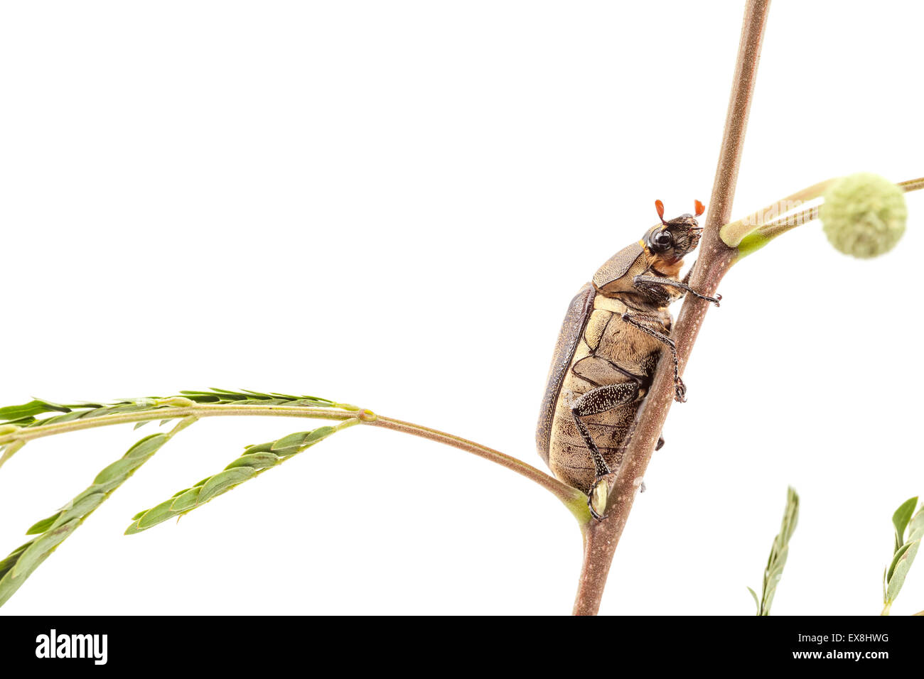 an beetle on the branch in close up Stock Photo - Alamy