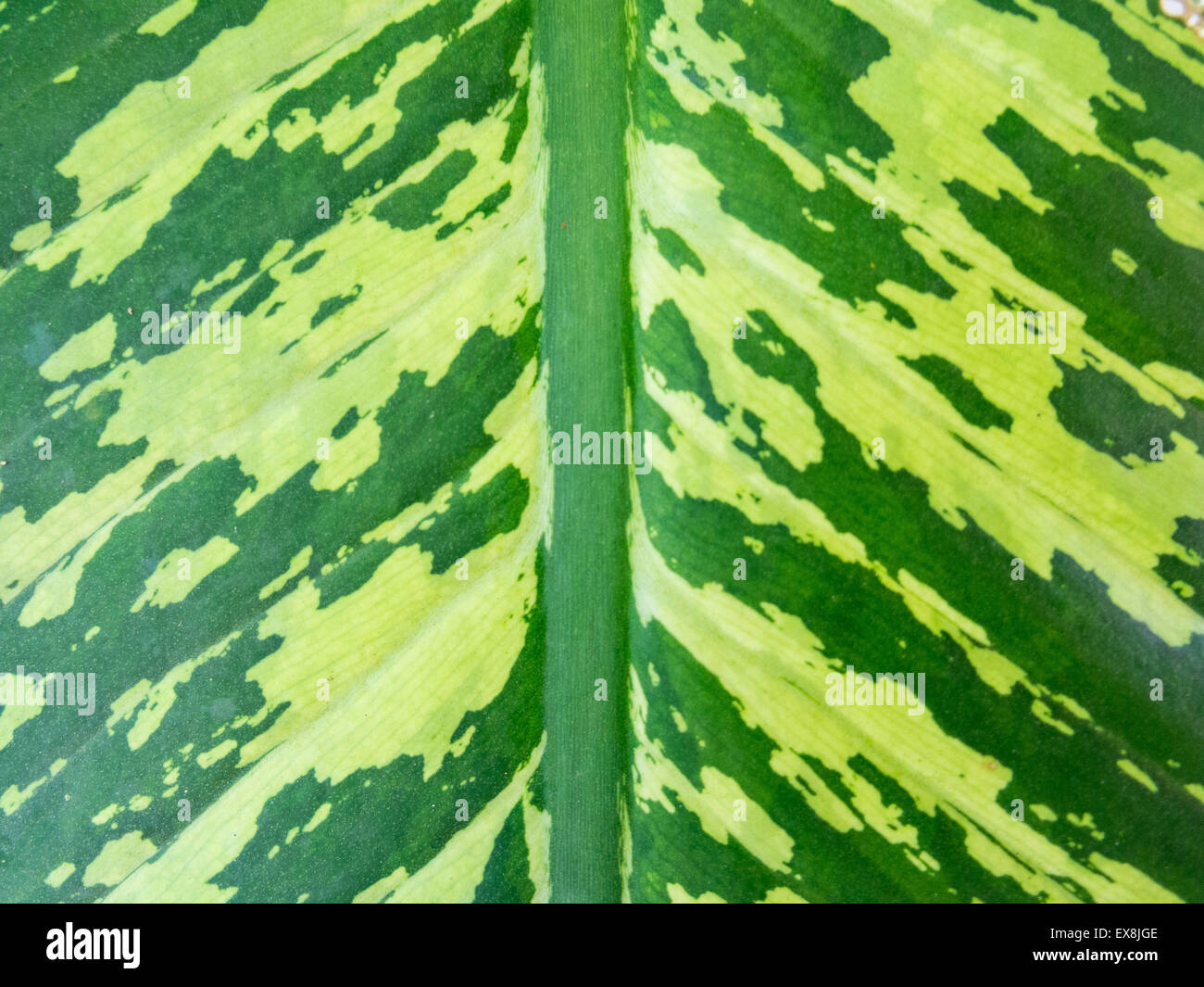 Abstract green leaf texture for background photo Stock Photo - Alamy