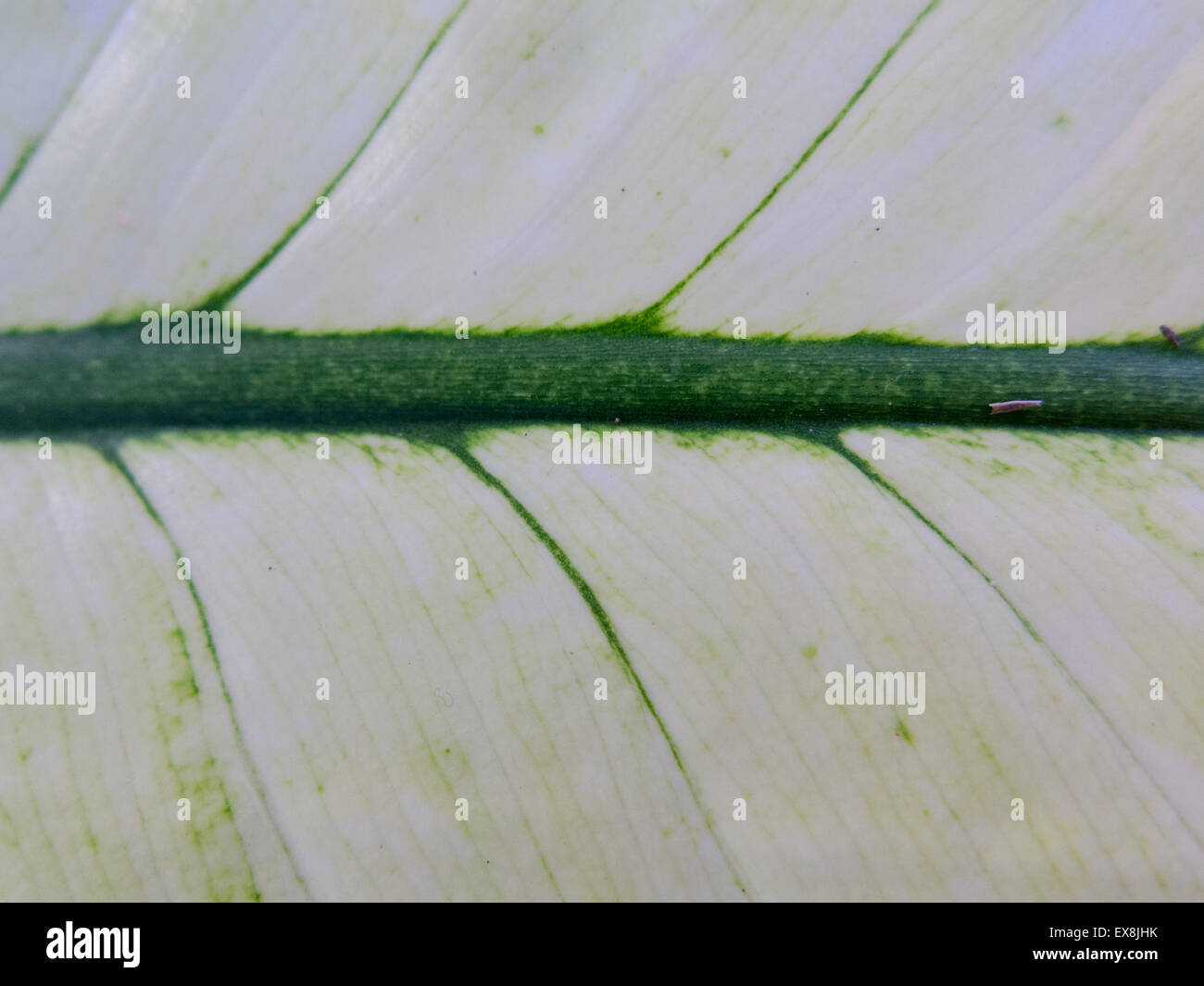 Abstract white leaf texture for background photo Stock Photo - Alamy