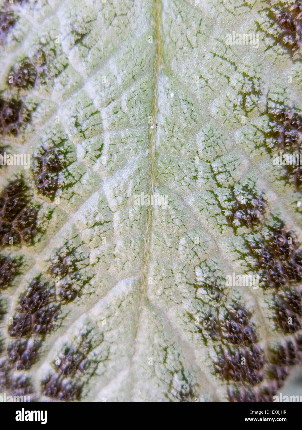 Abstract white leaf texture for background photo Stock Photo - Alamy