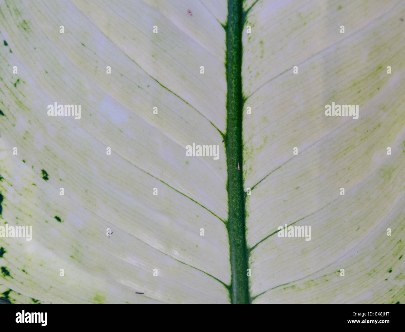 Abstract white leaf texture for background photo Stock Photo - Alamy