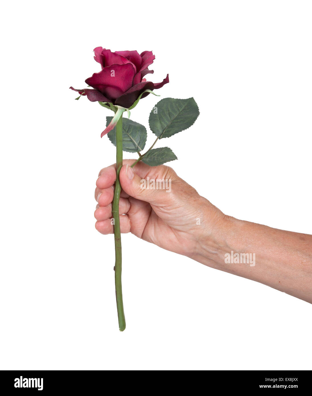 Old hand giving a rose, isolated on white Stock Photo - Alamy