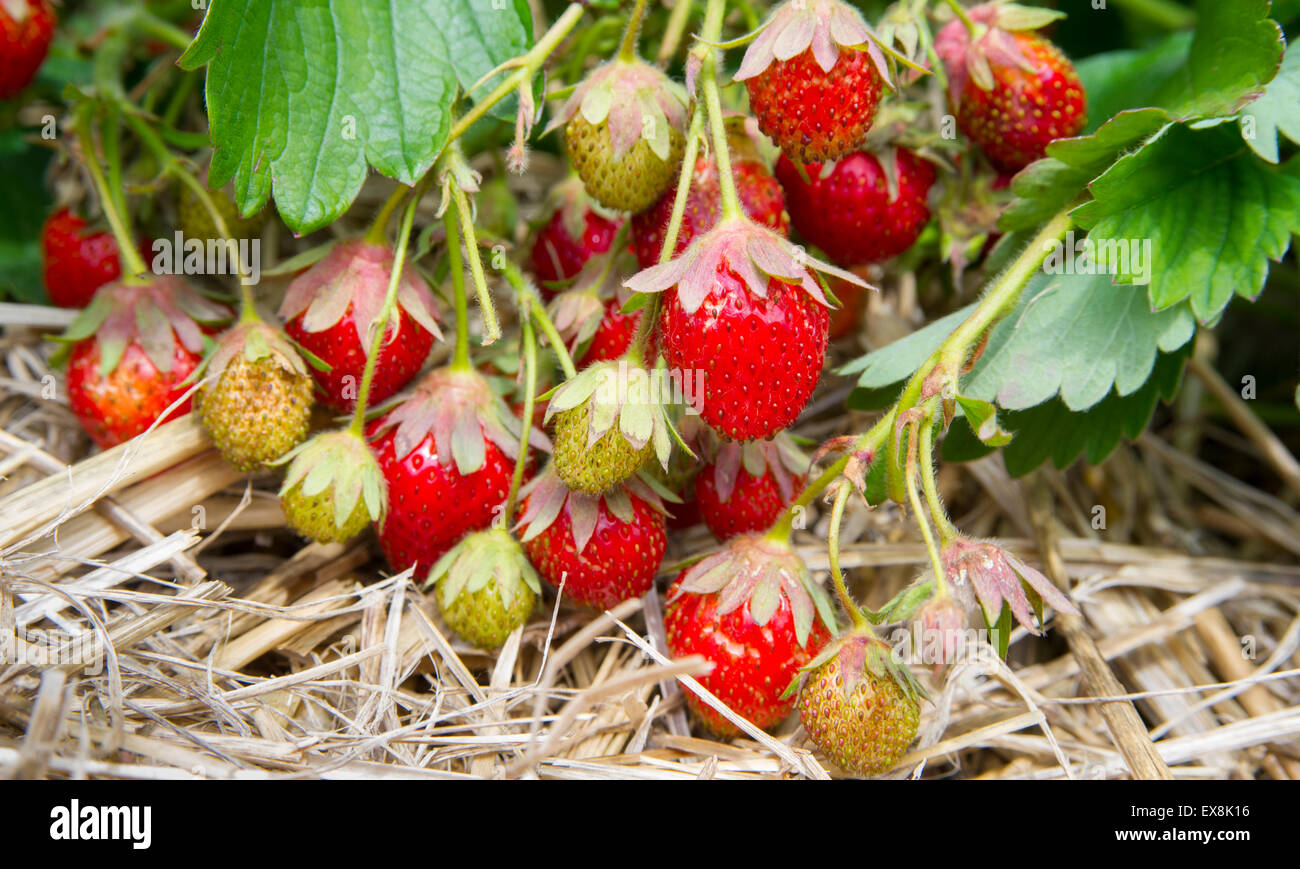 Strawberries in field laying to the ground Stock Photo - Alamy